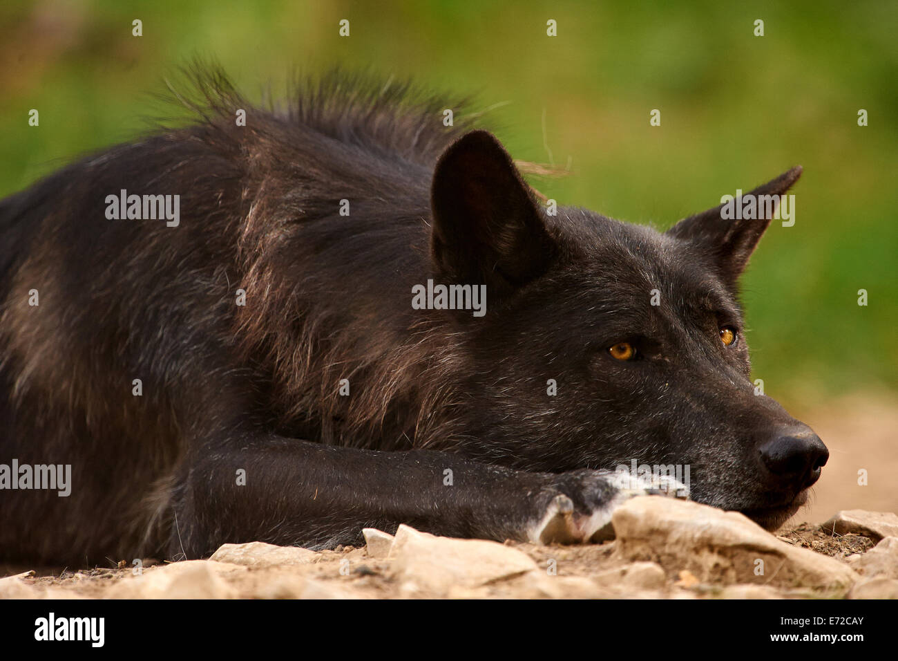 The Gray or Grey Wolf (Canis lupus) resting Stock Photo - Alamy