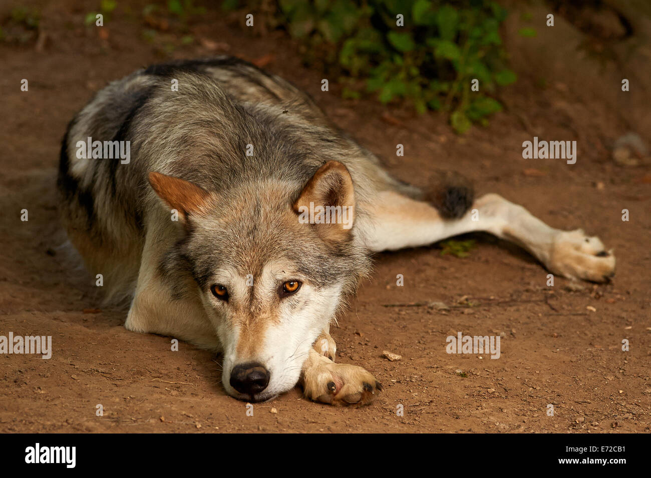 The Gray or Grey Wolf (Canis lupus) resting Stock Photo - Alamy