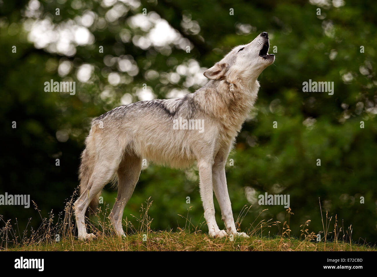A Grey or Gray Wolf howling in a field (Canis lupus Stock Photo - Alamy