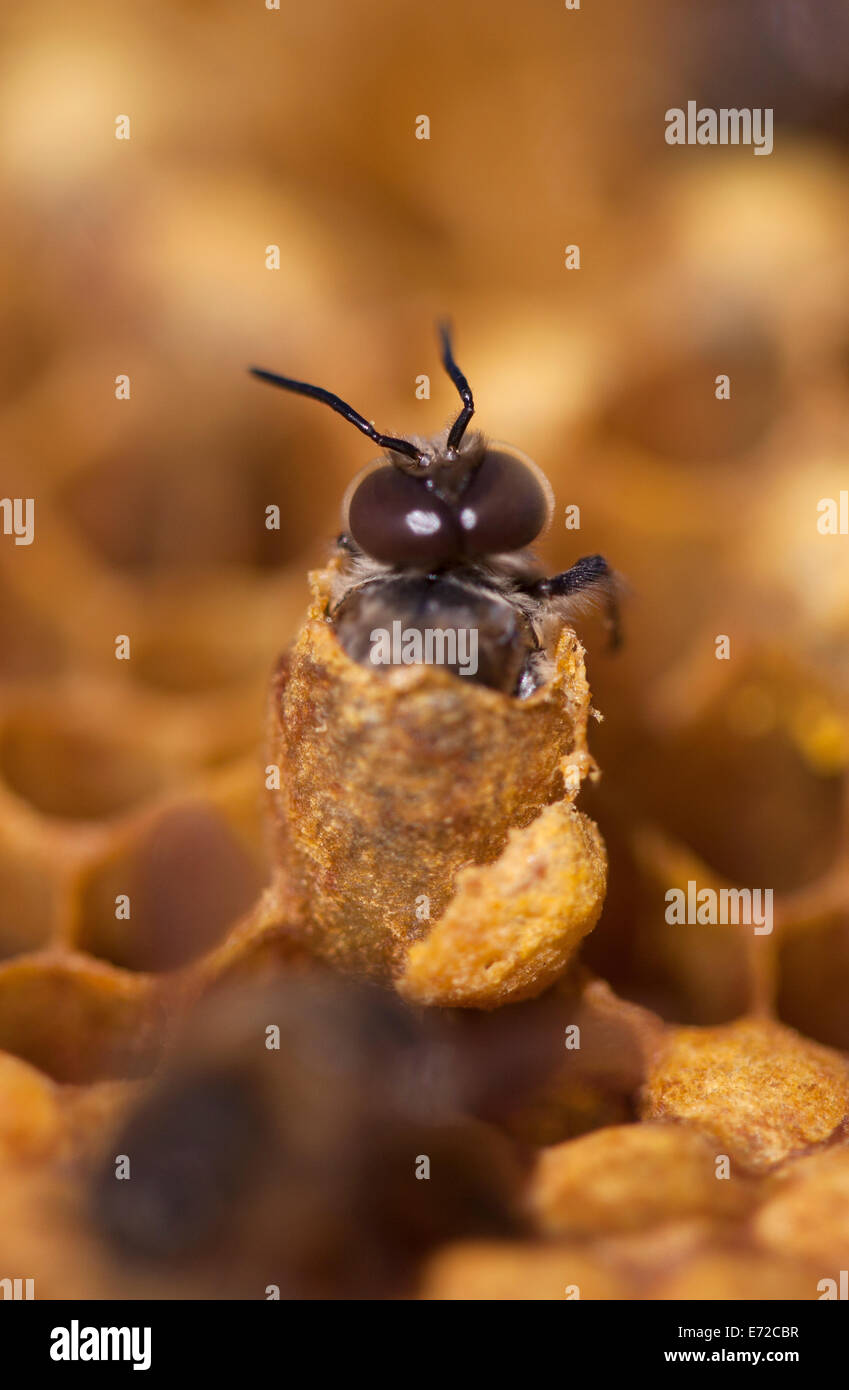 Being born hi-res stock photography and images - Alamy