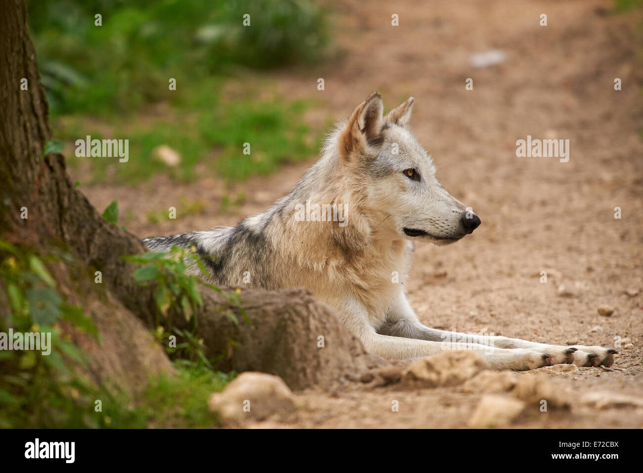 Wolves tree hi-res stock photography and images - Alamy
