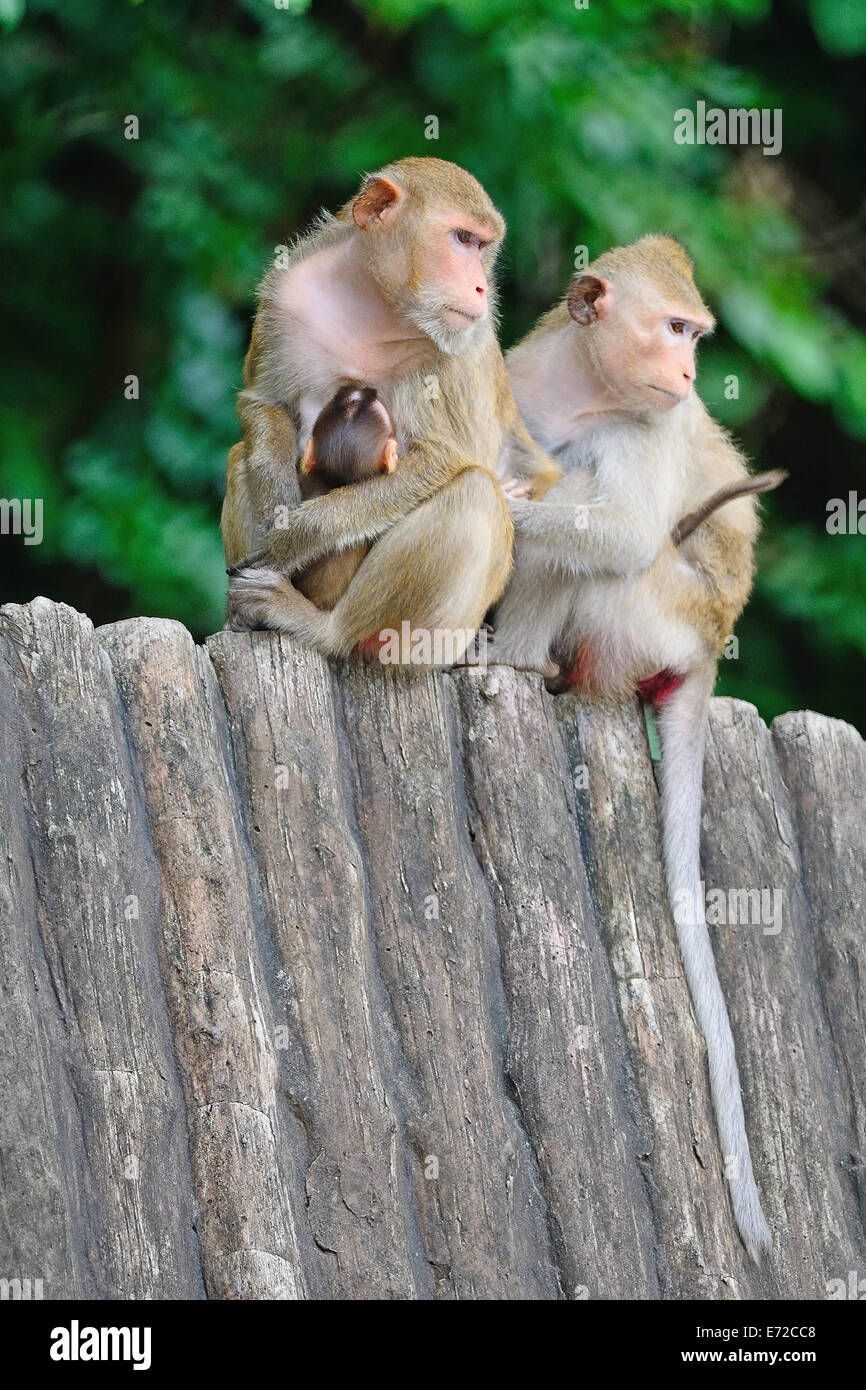 Monkey mammal wildlife hi-res stock photography and images - Alamy