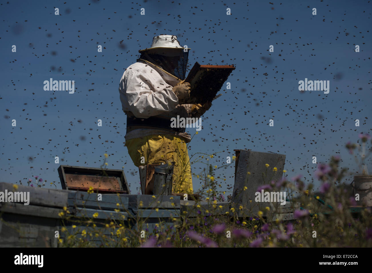 Beekeepers works bees in apiary hi-res stock photography and images - Alamy