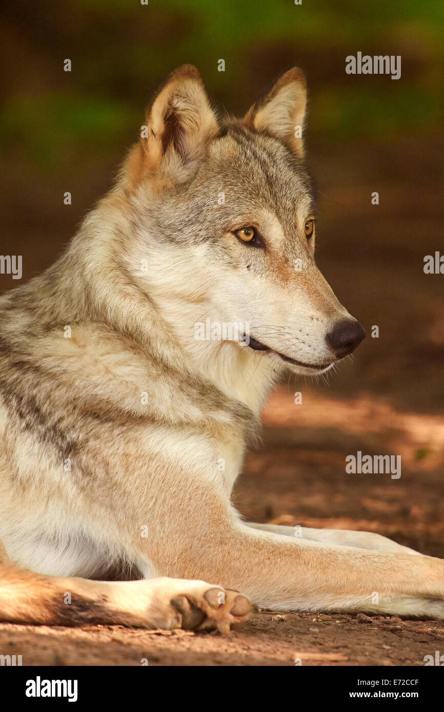 Grey wolf sitting hi-res stock photography and images - Alamy