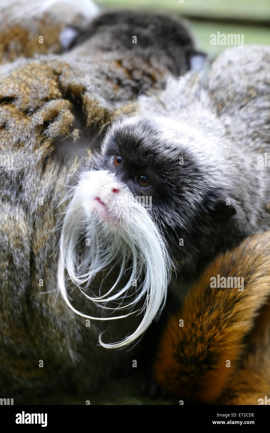Emperor tamarin monkey Stock Photo - Alamy