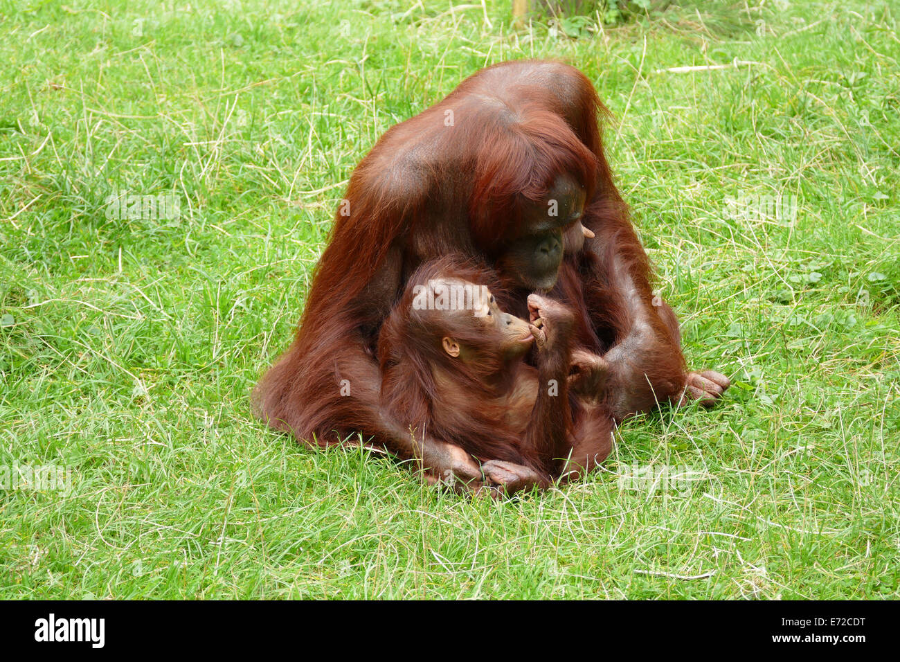Orangutan with her baby Stock Photo - Alamy