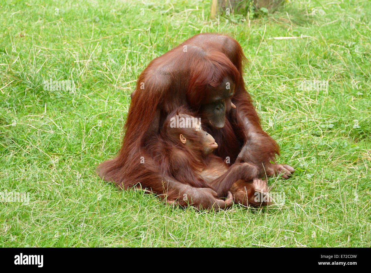 Caring orangutan hi-res stock photography and images - Alamy