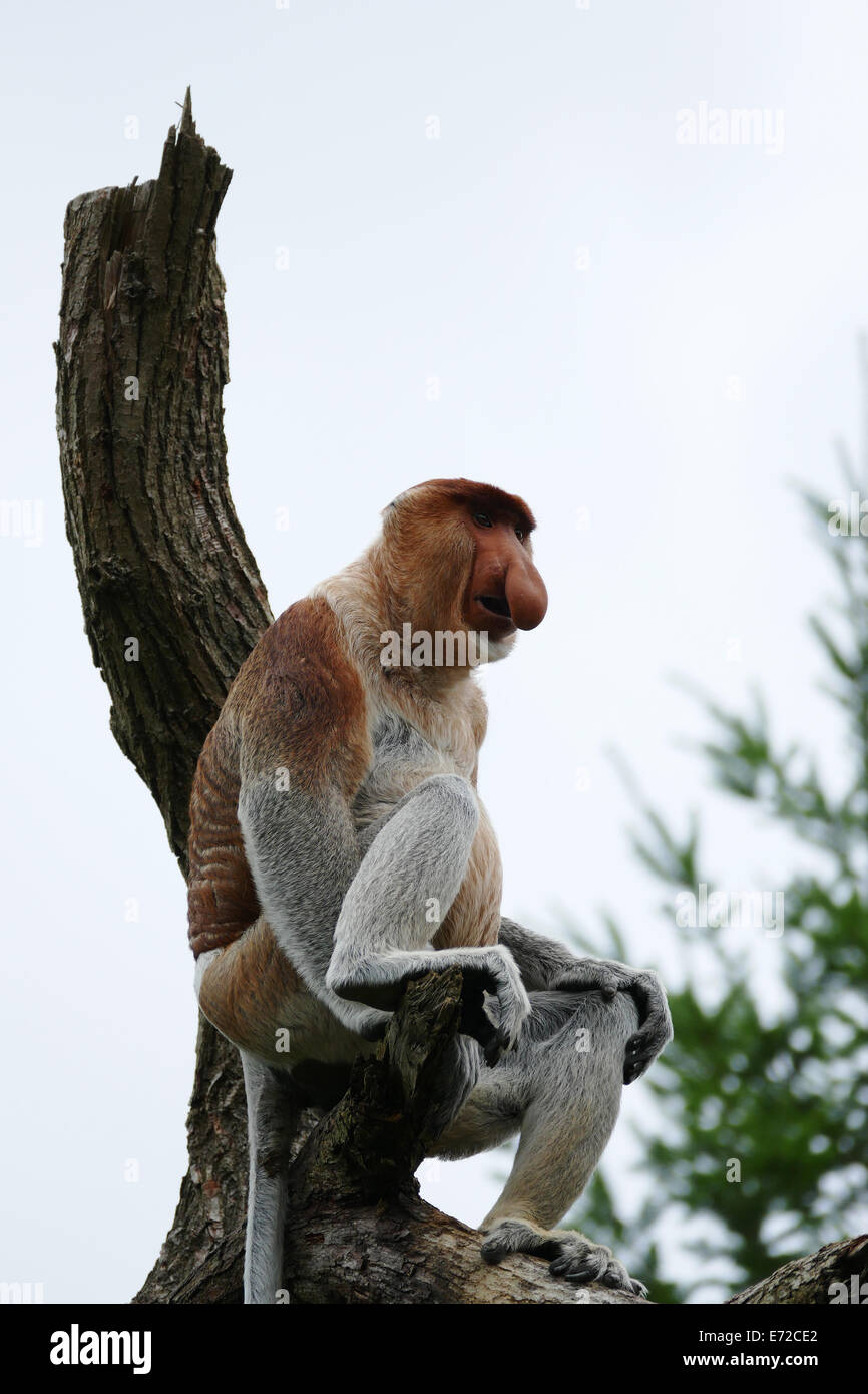 Big nose monkey hi-res stock photography and images - Alamy