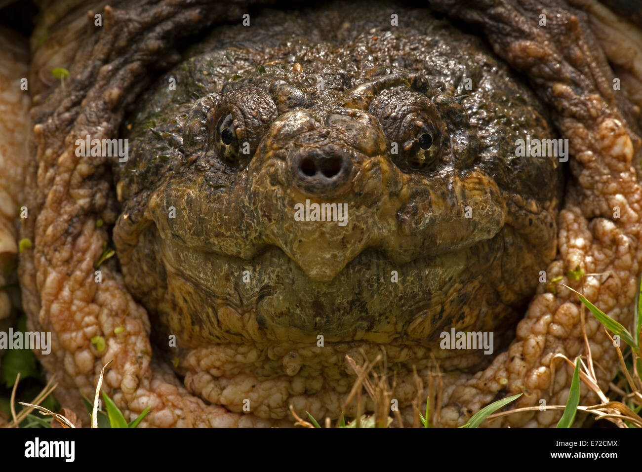 Snapping turtle head shot hi-res stock photography and images - Alamy