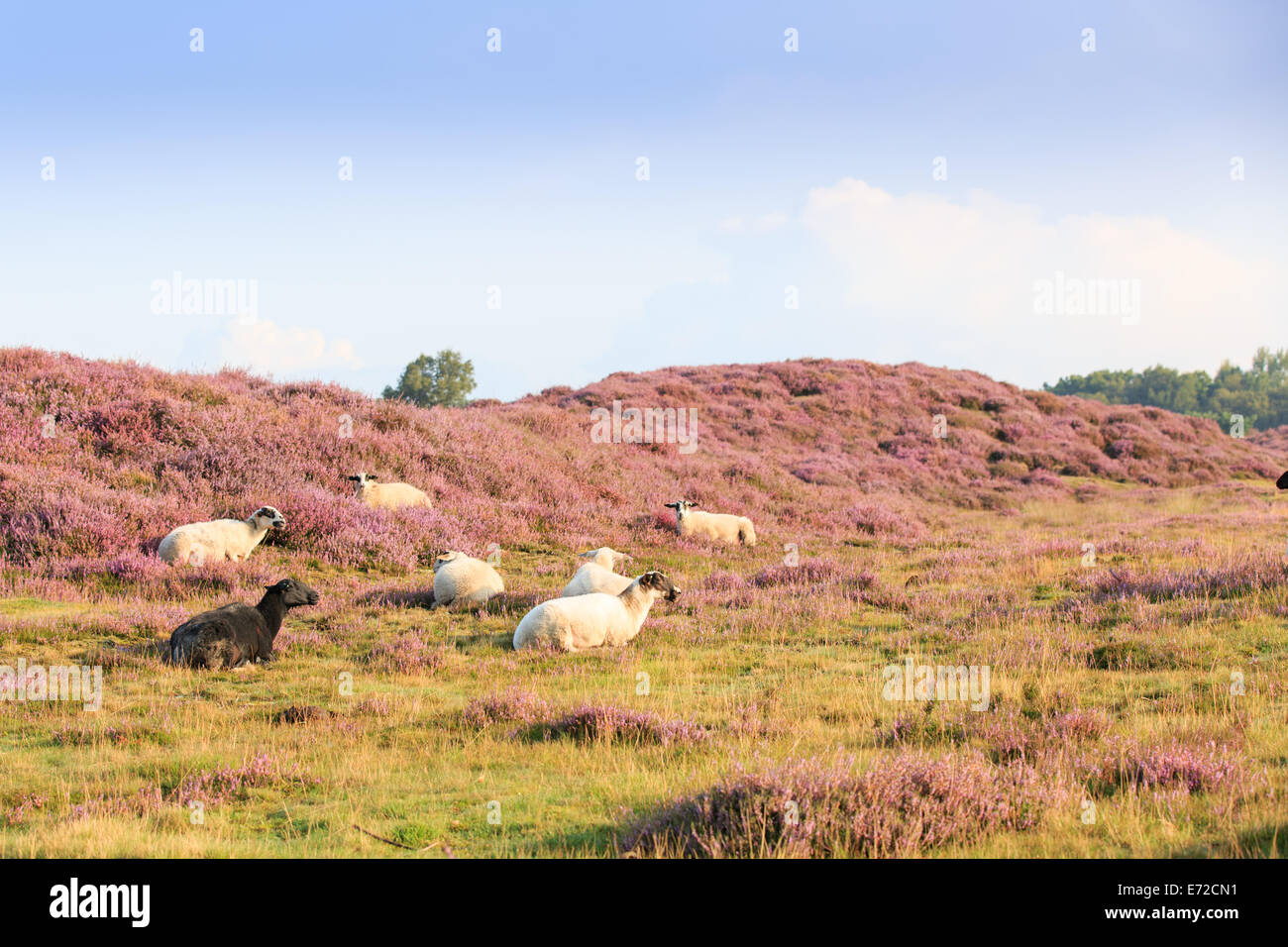 Heather shepherd hi-res stock photography and images - Alamy