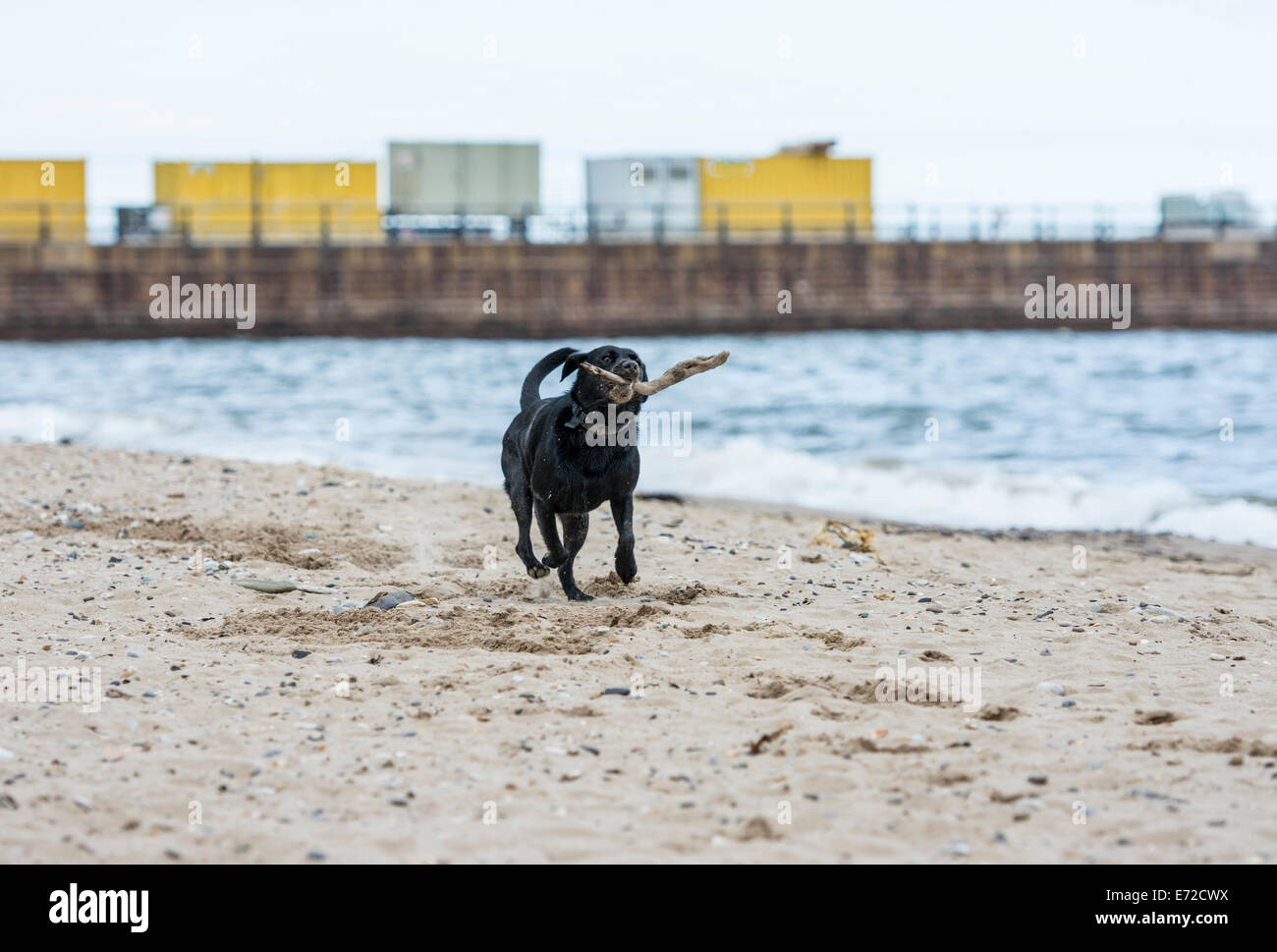 Black Labrador dog playing with stick on beach Stock Photo - Alamy