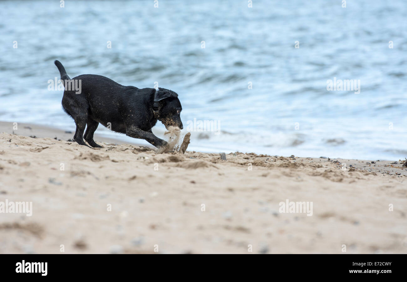 Black Labrador dog playing with stick on beach Stock Photo - Alamy