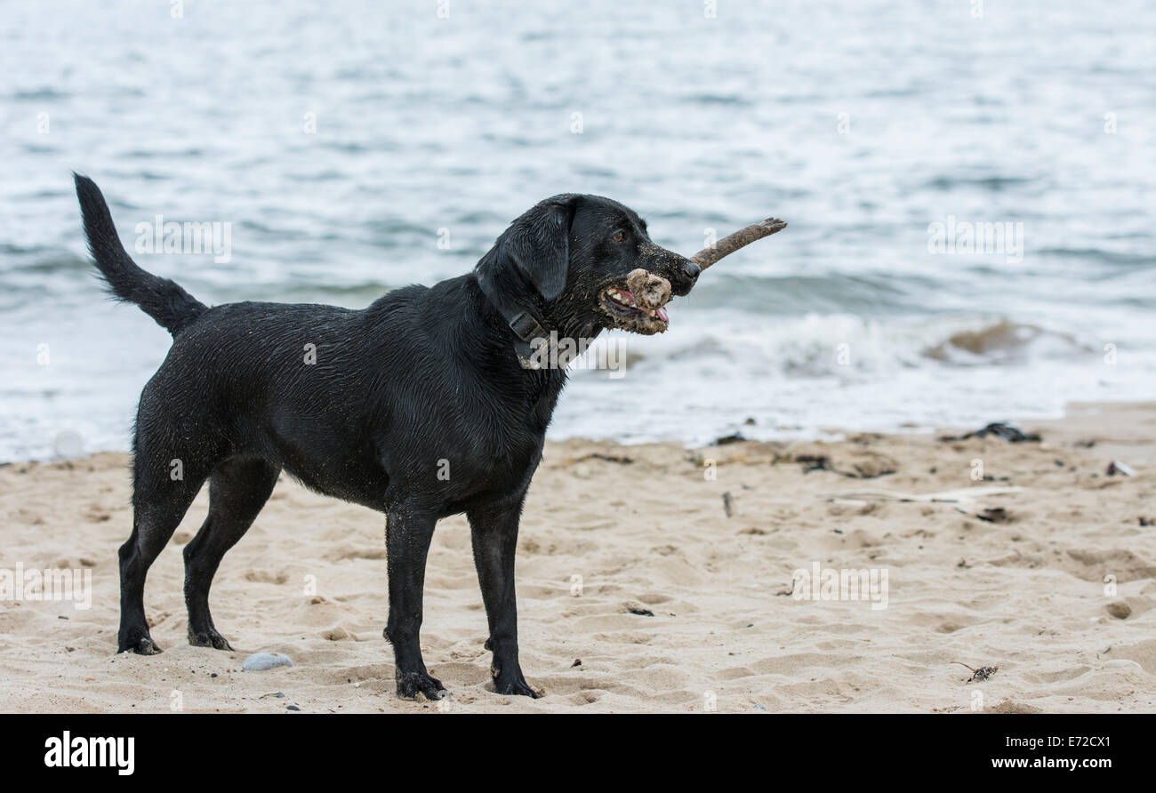 Mas bes friend hi-res stock photography and images - Alamy