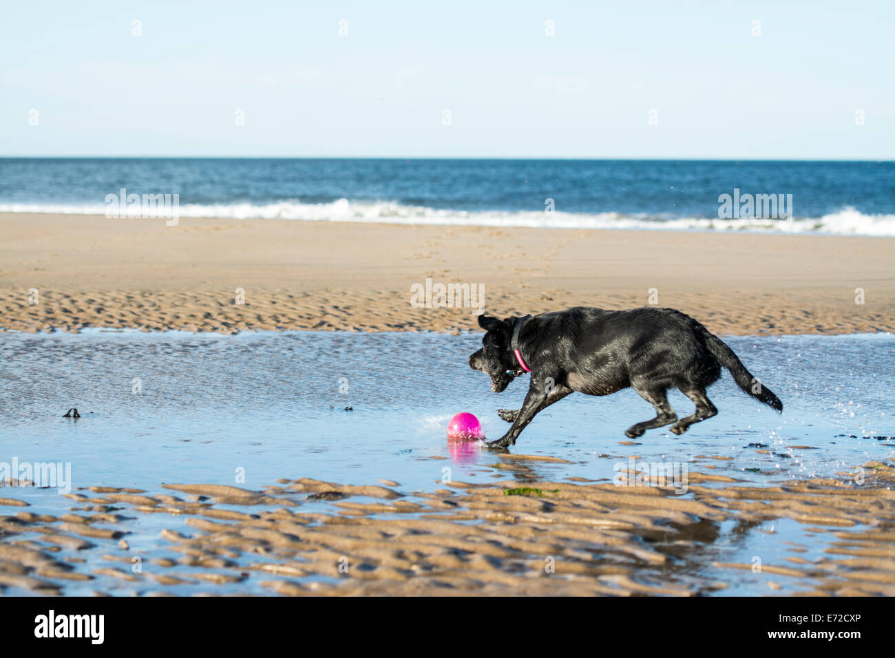 Black labrador dog jumping to fetch a ball on the beach Stock Photo - Alamy