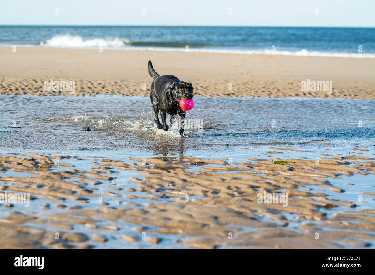 Black lab beach ball hi-res stock photography and images - Alamy
