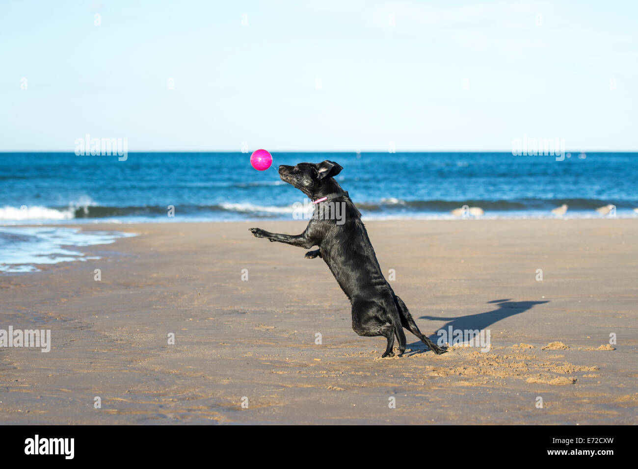 Black Labrador dog jumping in mid air to catch a ball at the beach ...