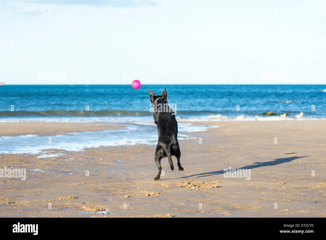 Black Labrador dog jumping in mid air to catch a ball at the beach ...