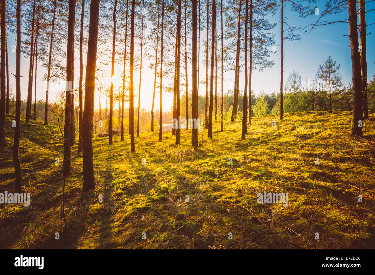 Sunlight In Green Coniferous Forest, Autumn, Fall Time Stock Photo - Alamy