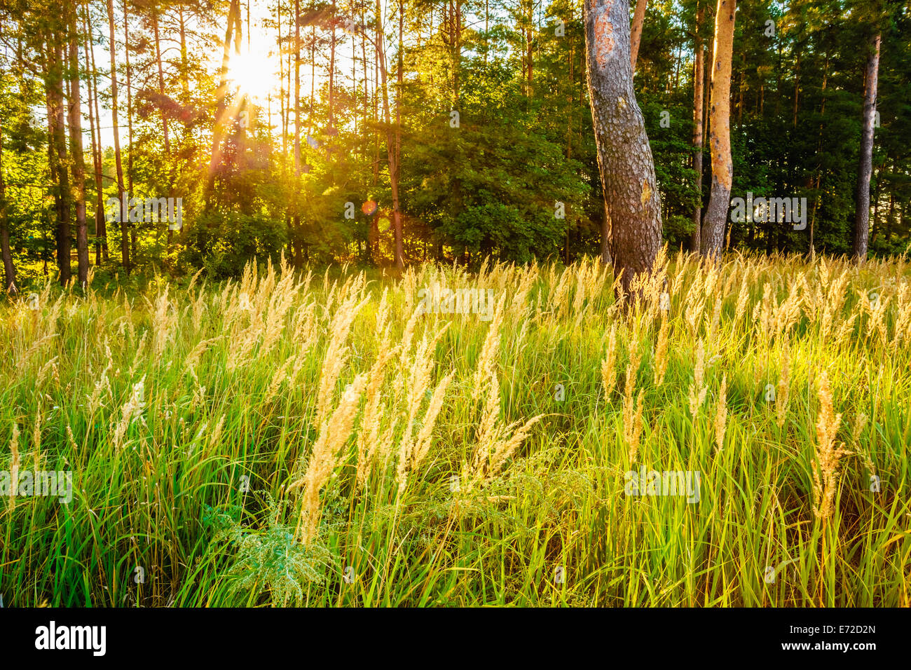 Sunlight In The Green Forest, Summer Time Stock Photo - Alamy