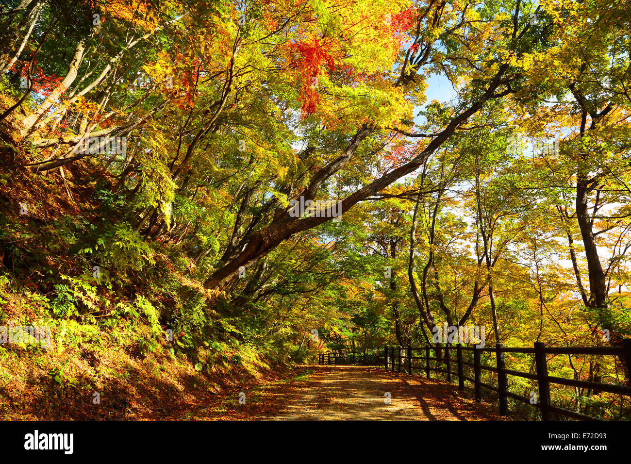 Naruko canyon in autumn, Miyagi, Japan Stock Photo - Alamy