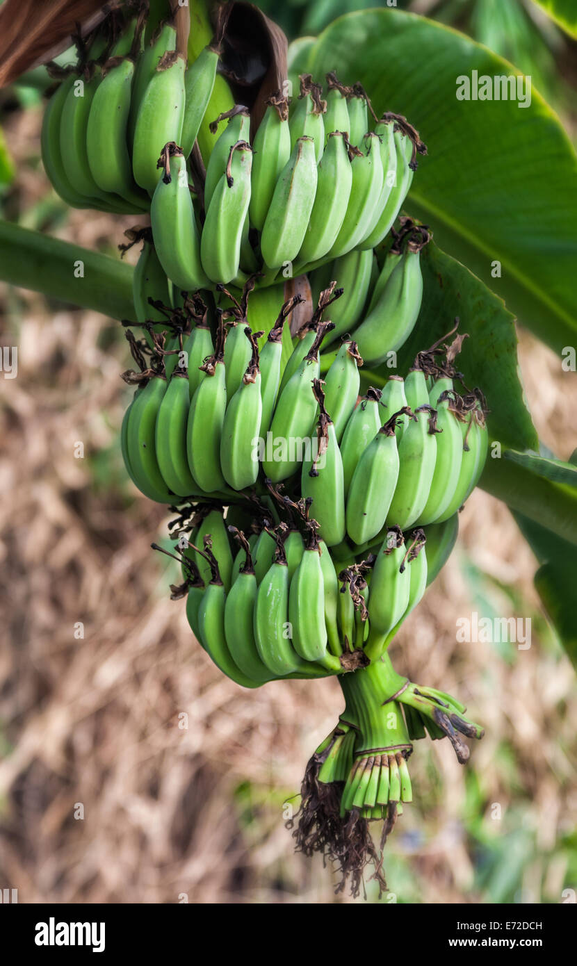 Green bananas ready to pick Stock Photo - Alamy