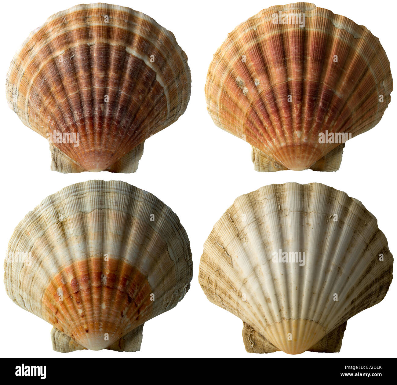 Four Scallop Shells - See Pectinidae Stock Photo - Alamy