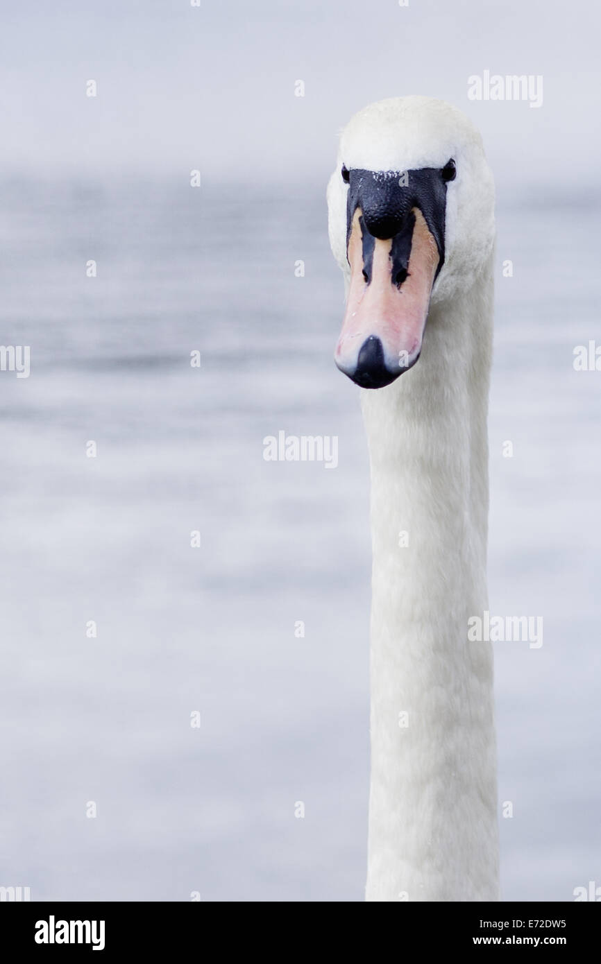 Swan Close up head blurry background water portrait vertical long neck ...