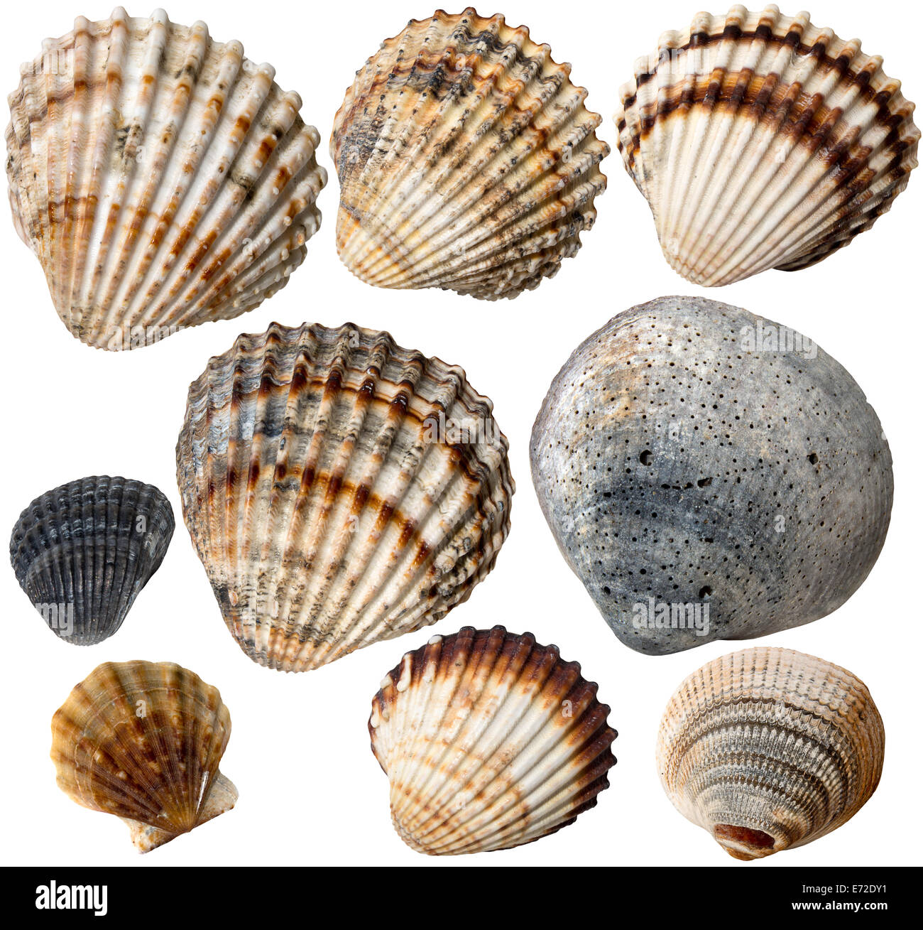Set of nine seashells isolated on white background Stock Photo - Alamy