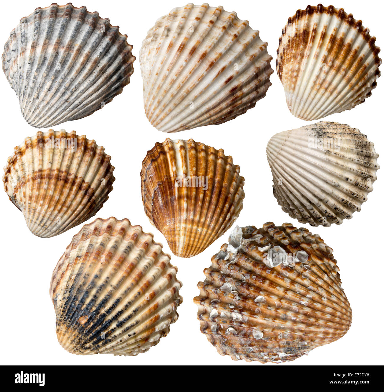 Corrugated shell hi-res stock photography and images - Alamy
