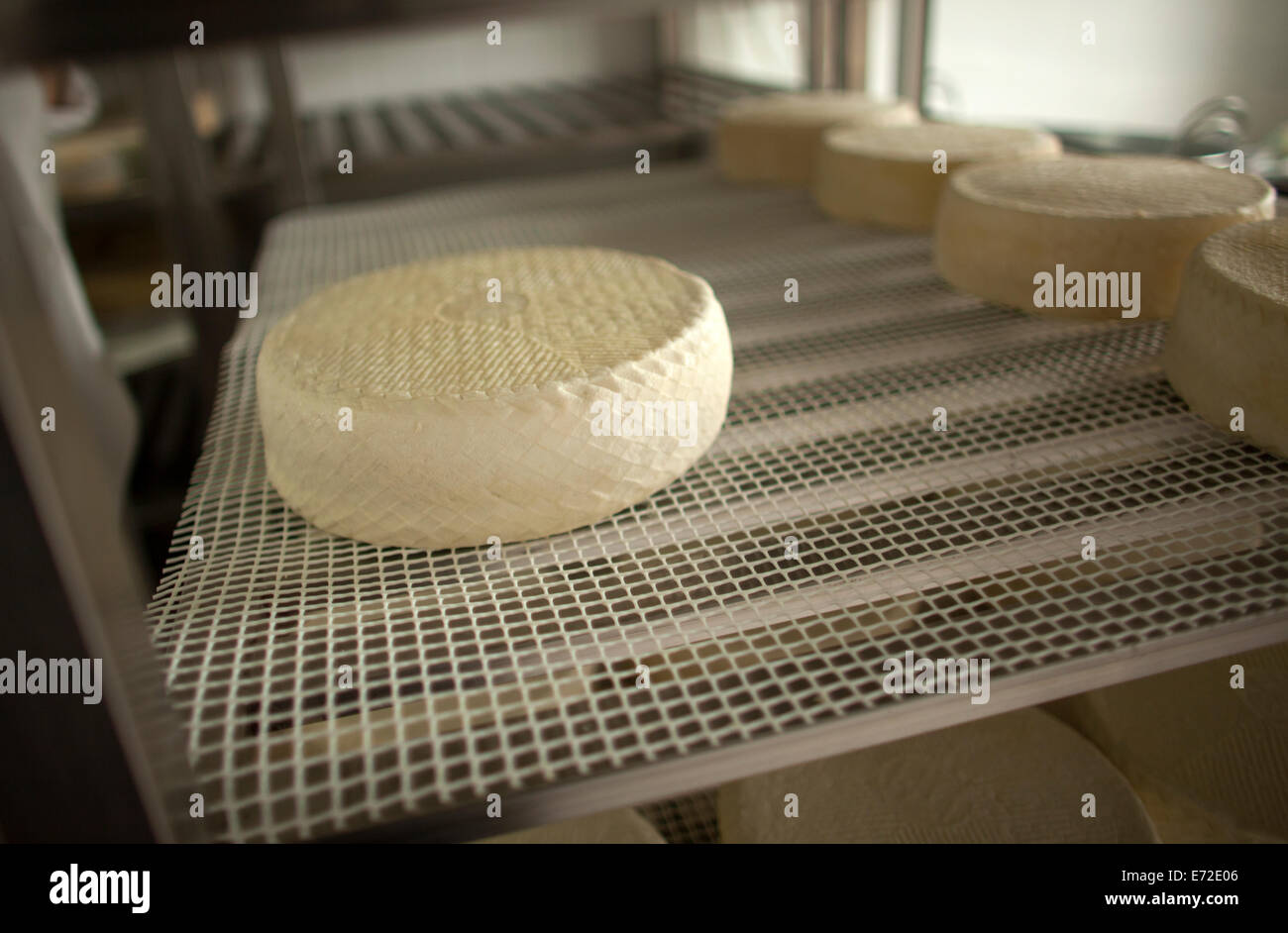 Pecorino cheese in Quesos Oliva handmade cheese making workshop in ...