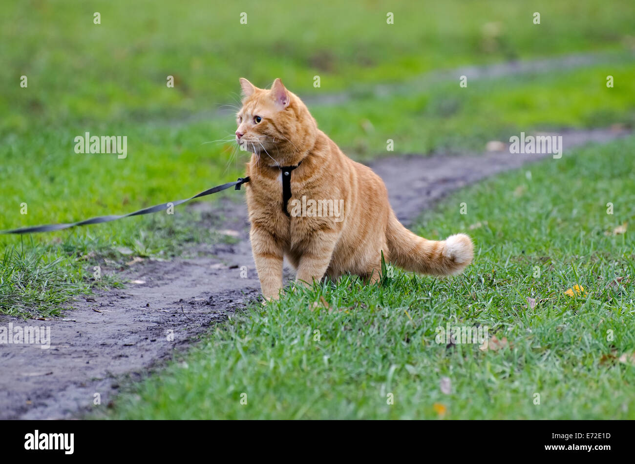 Red cat walking on a leash along the footpath on the background Stock ...
