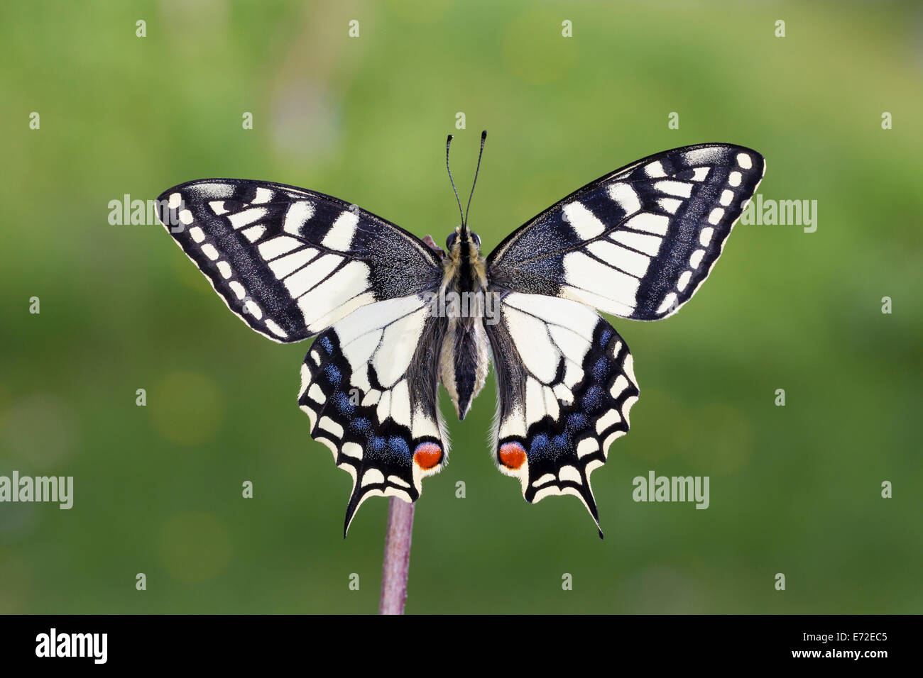 Common Yellow Swallowtail Old World Swallowtail Swallowtail papilio machaon schwalbenschwanz ...