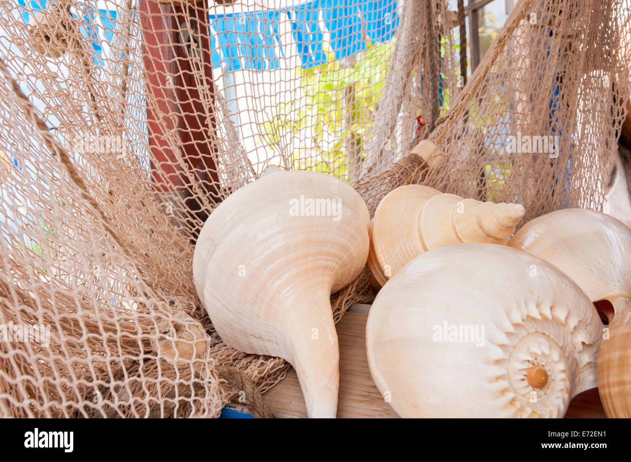 sea shells placed as decoration Stock Photo - Alamy