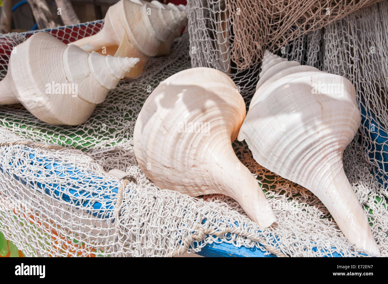 sea shells placed as decoration Stock Photo - Alamy
