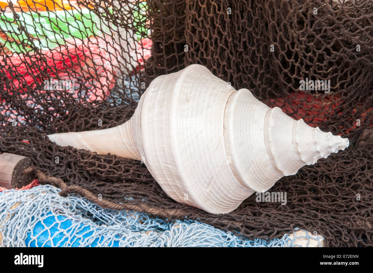Crustacean bivalve hi-res stock photography and images - Alamy