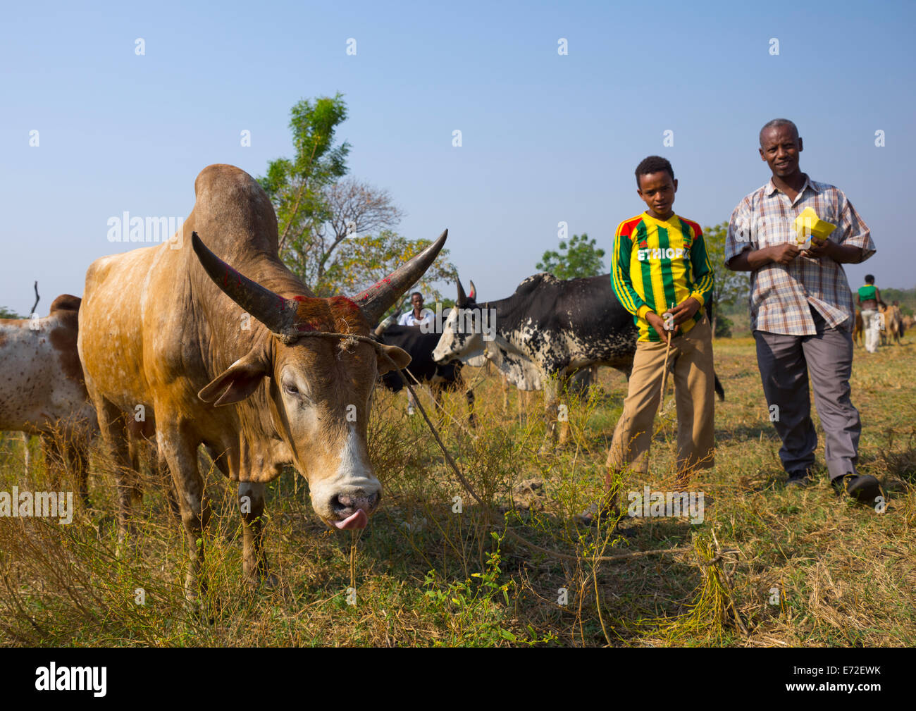Nuer Tribe Livestock And Catlle Market, Gambela, Ethiopia Stock Photo ...