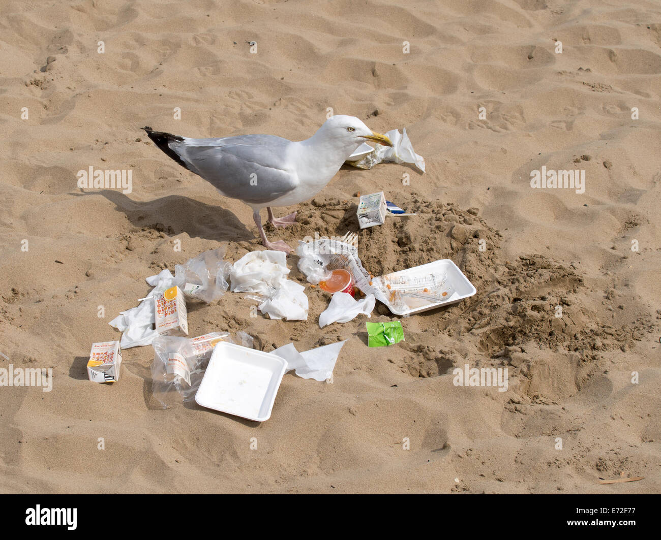 Litter hi-res stock photography and images - Alamy