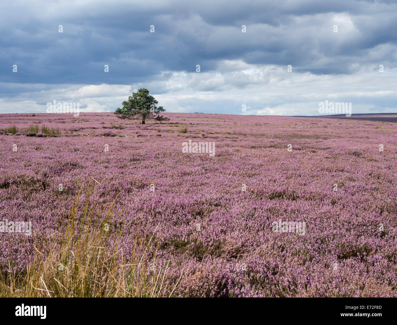 Egton hi-res stock photography and images - Alamy
