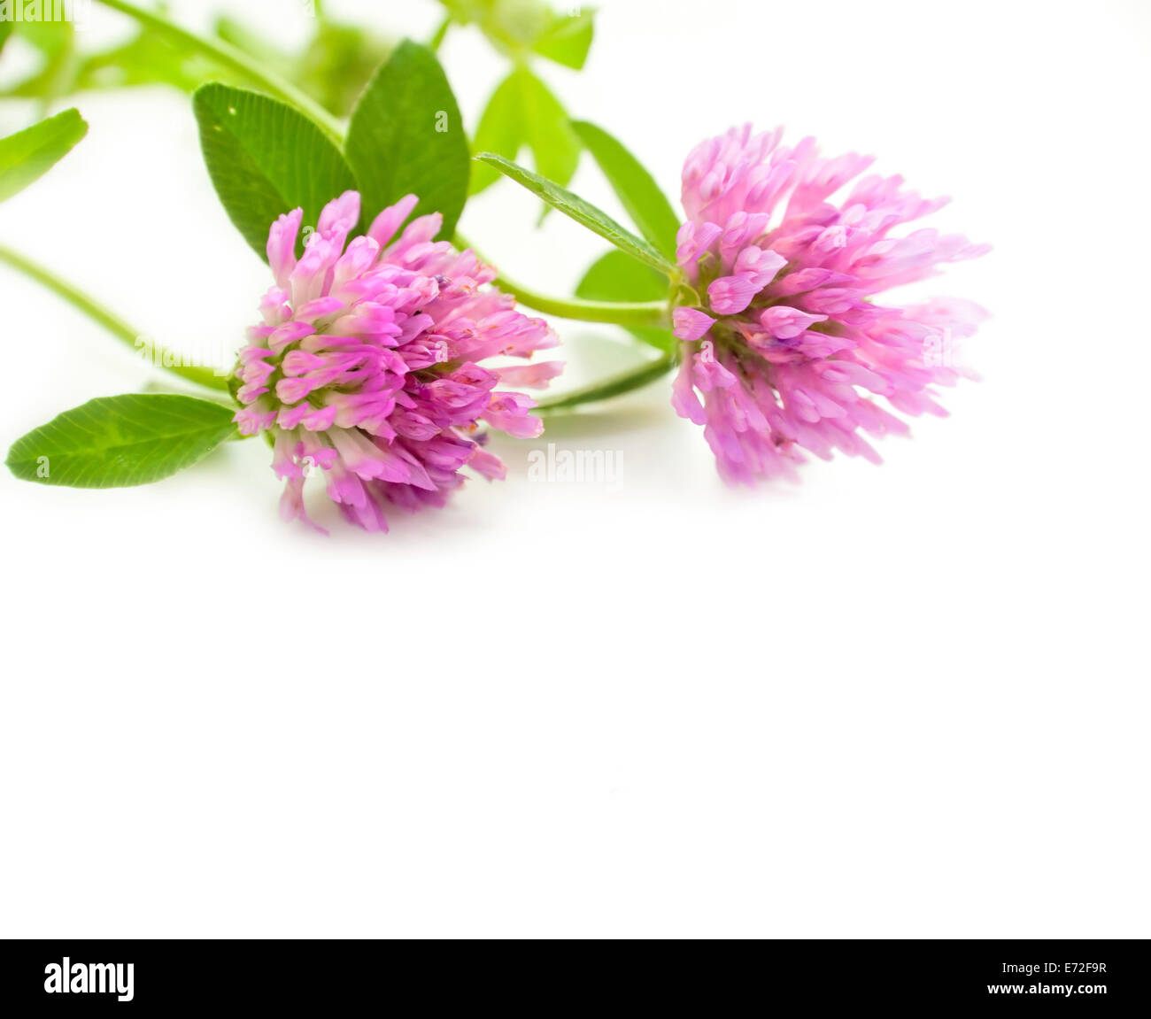 floral background with pink clover Stock Photo - Alamy