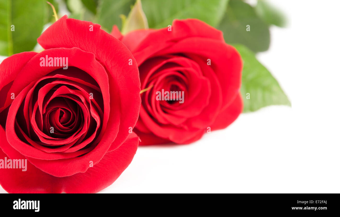 two red roses isolated on a white background Stock Photo - Alamy
