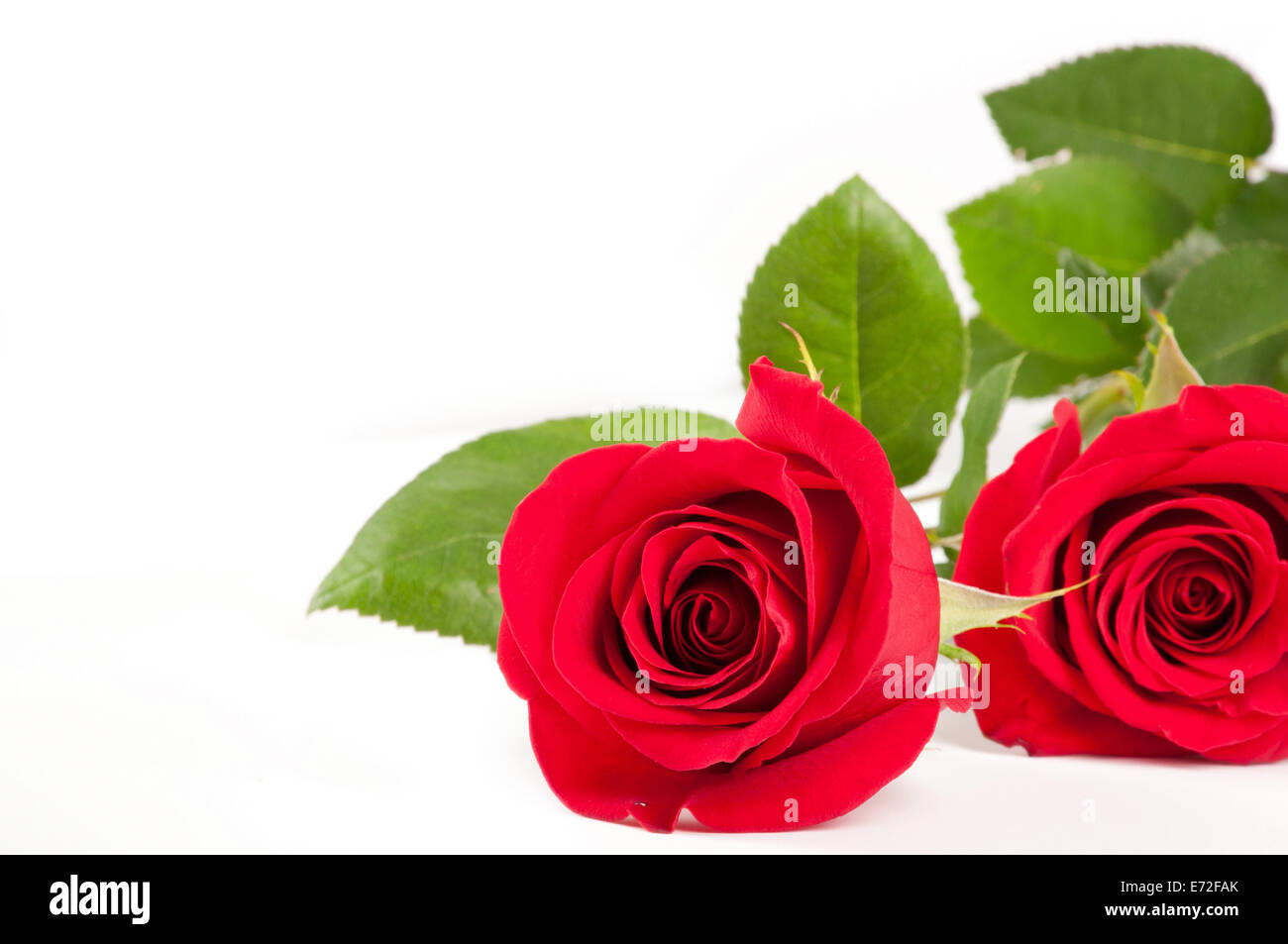 two red roses isolated on a white background Stock Photo - Alamy