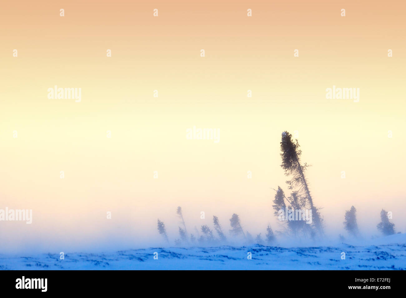 Arctic tundra with taiga forest at sunset with blizzard blowing snow ...