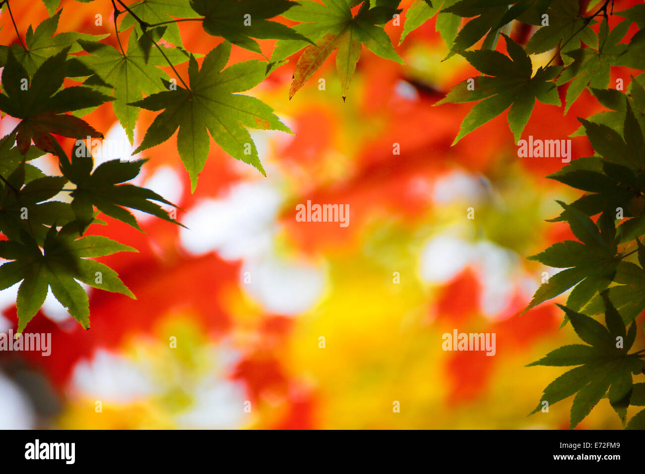 Autumn leaves in Japan Stock Photo - Alamy