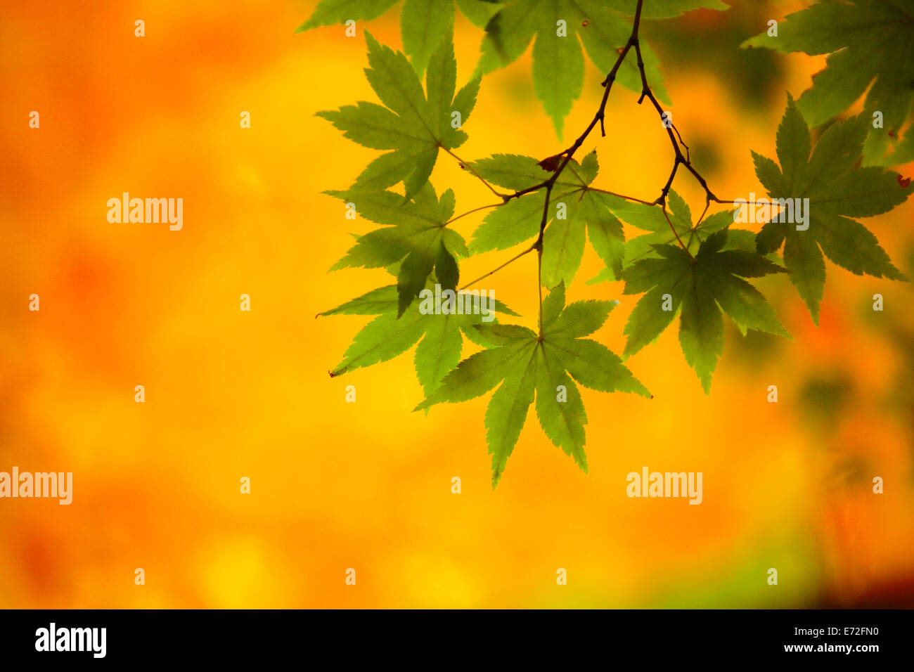 Autumn leaves in Japan Stock Photo - Alamy