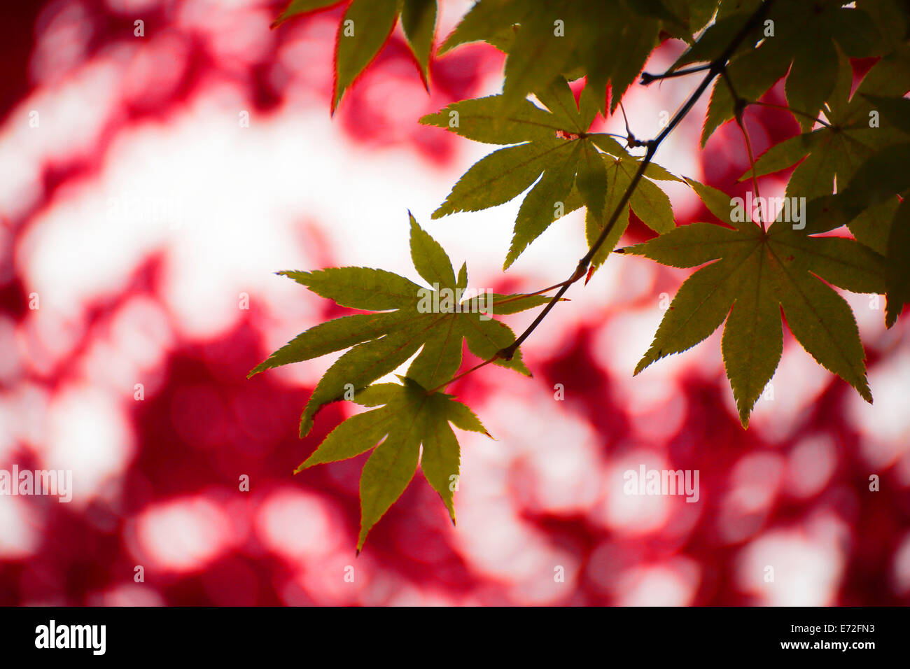 Autumn leaves in Japan Stock Photo - Alamy