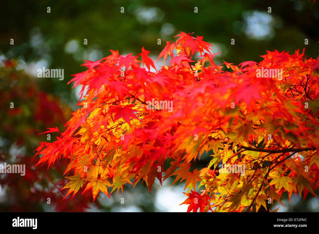 Autumn leaves in Japan Stock Photo - Alamy