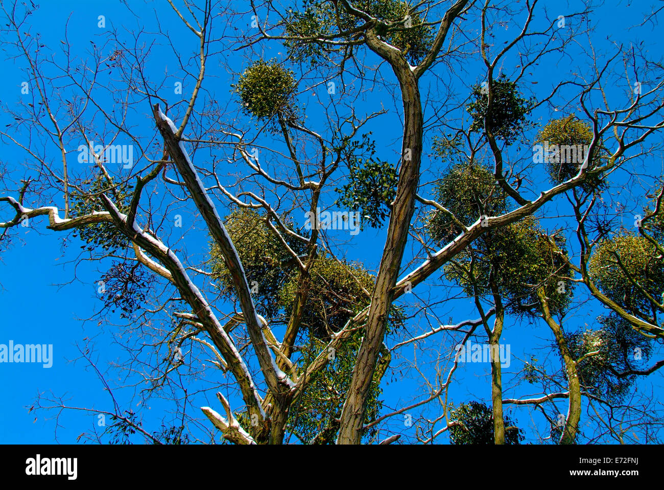 Mistletoes hi-res stock photography and images - Alamy