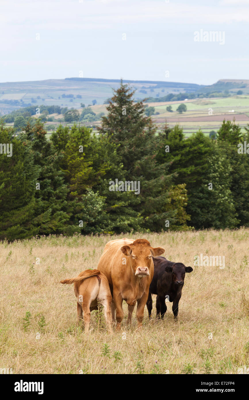 A contented cow suckling her young in the English Lake District at Shap ...