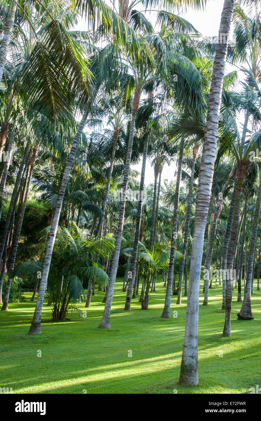 large palm tree in a green garden Stock Photo - Alamy