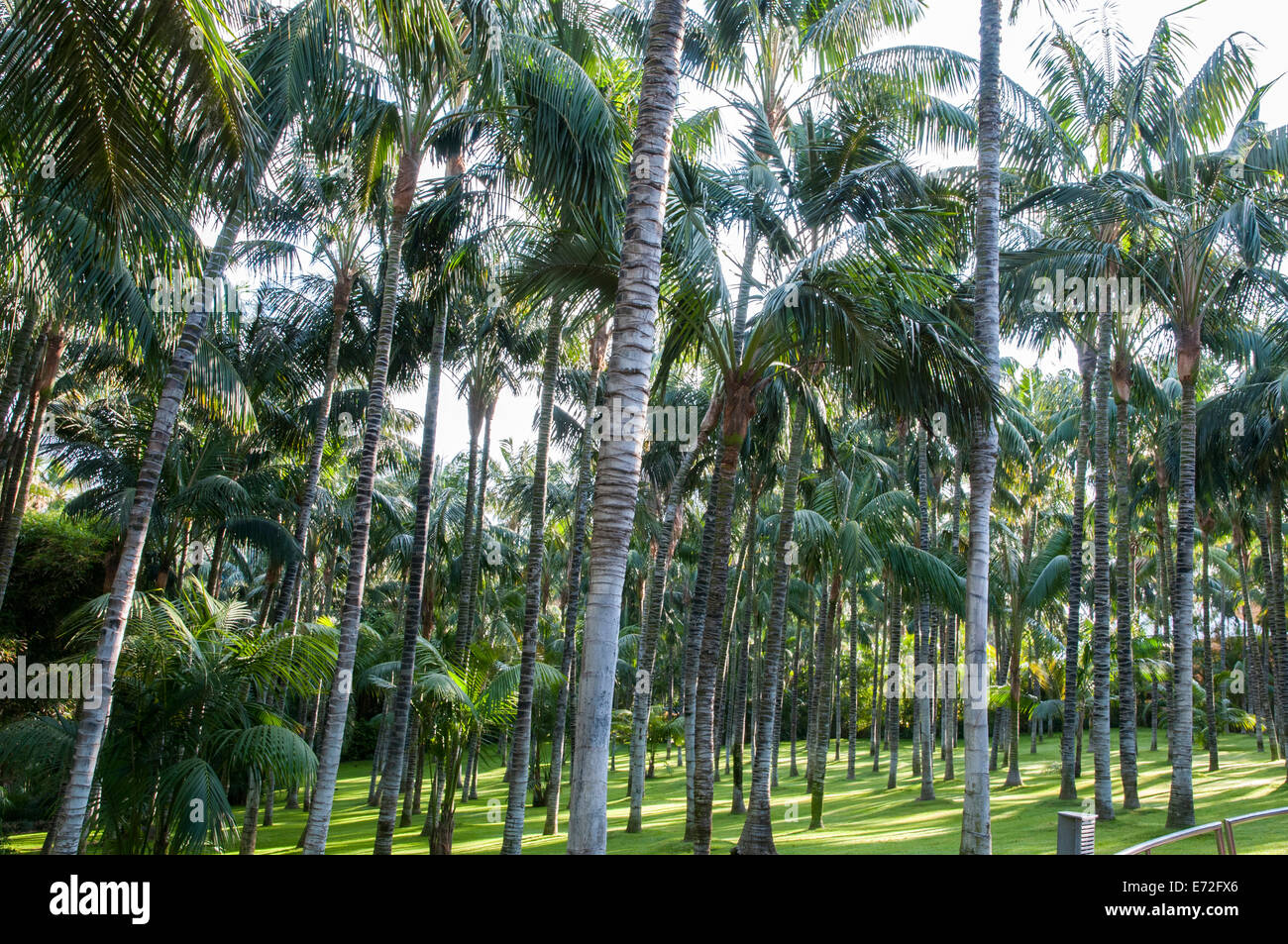 large palm tree in a green garden Stock Photo - Alamy